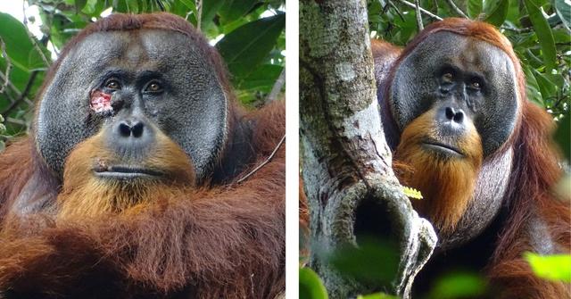 Rakus the Orangutan Used Plant Medicine to Heal Himself