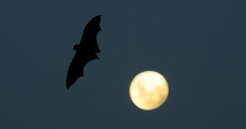 Why Are Bats Protected by the Endangered Species Act?