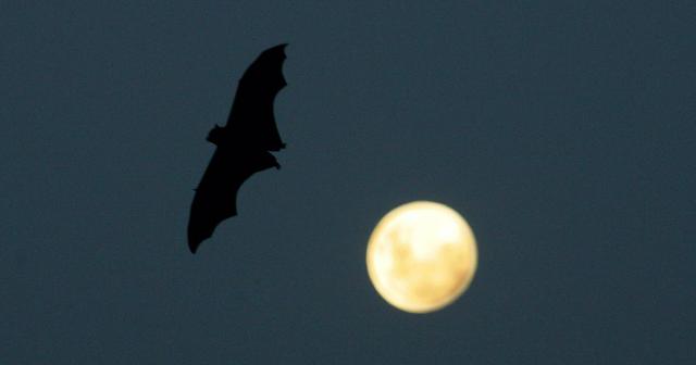 Why Are Bats Protected by the Endangered Species Act?