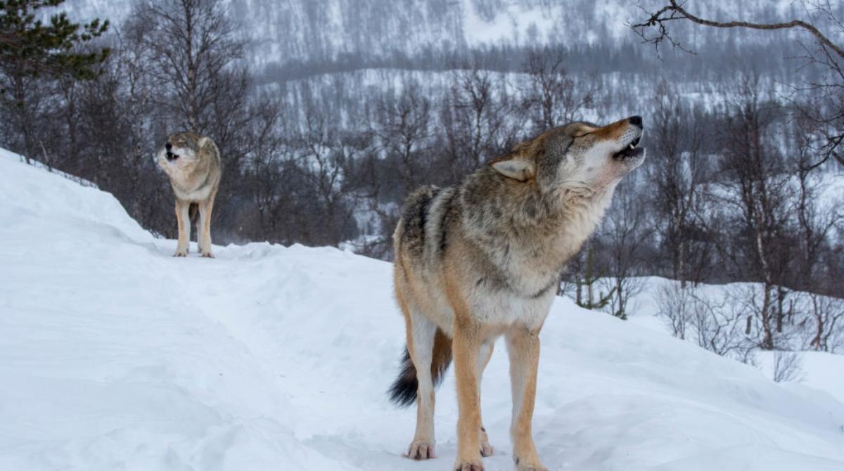 Do Wolves Really Howl at the Moon? Exploring Why
