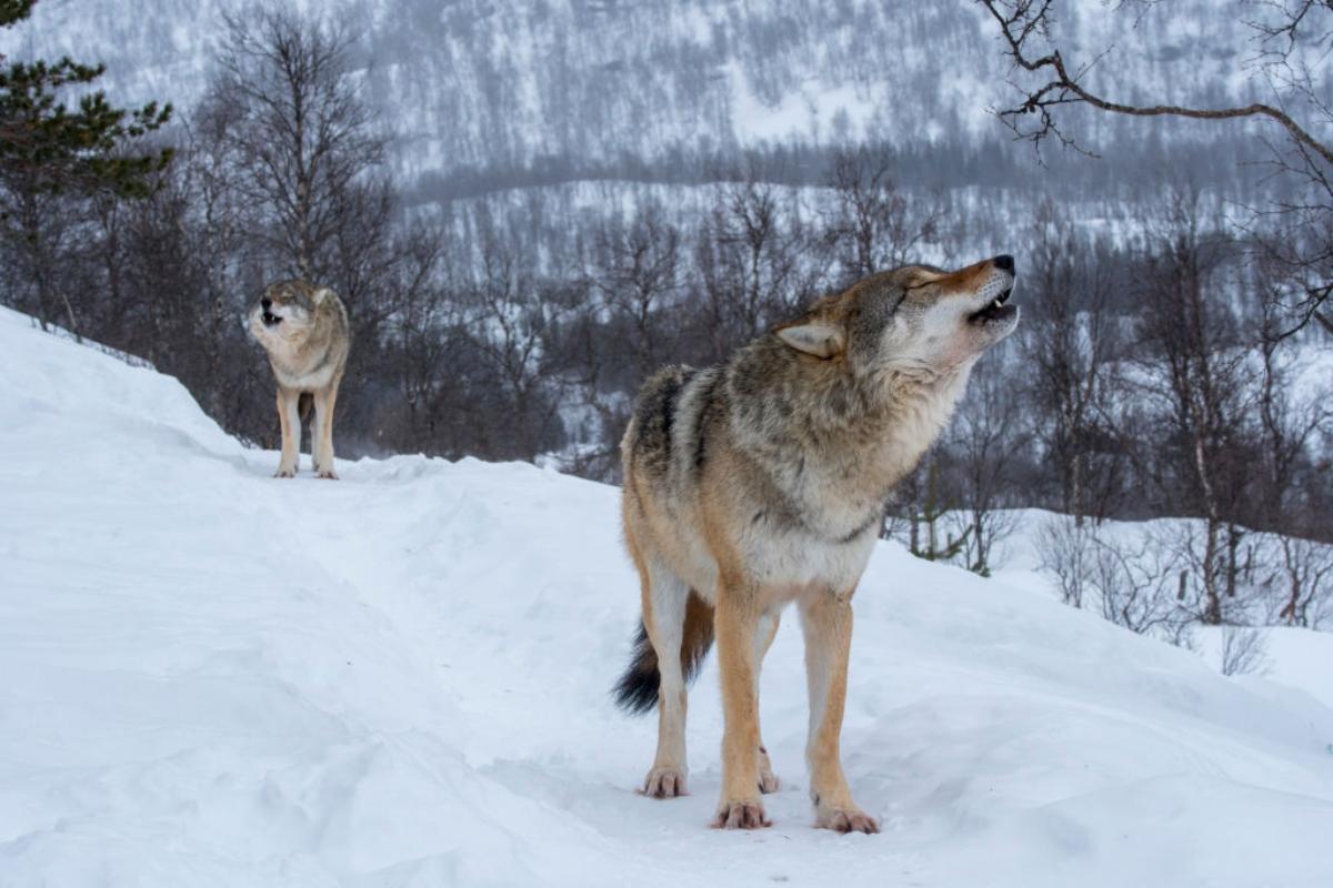 Do Wolves Really Howl at the Moon? Exploring Why