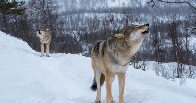 Do Wolves Really Howl at the Moon? Exploring Why