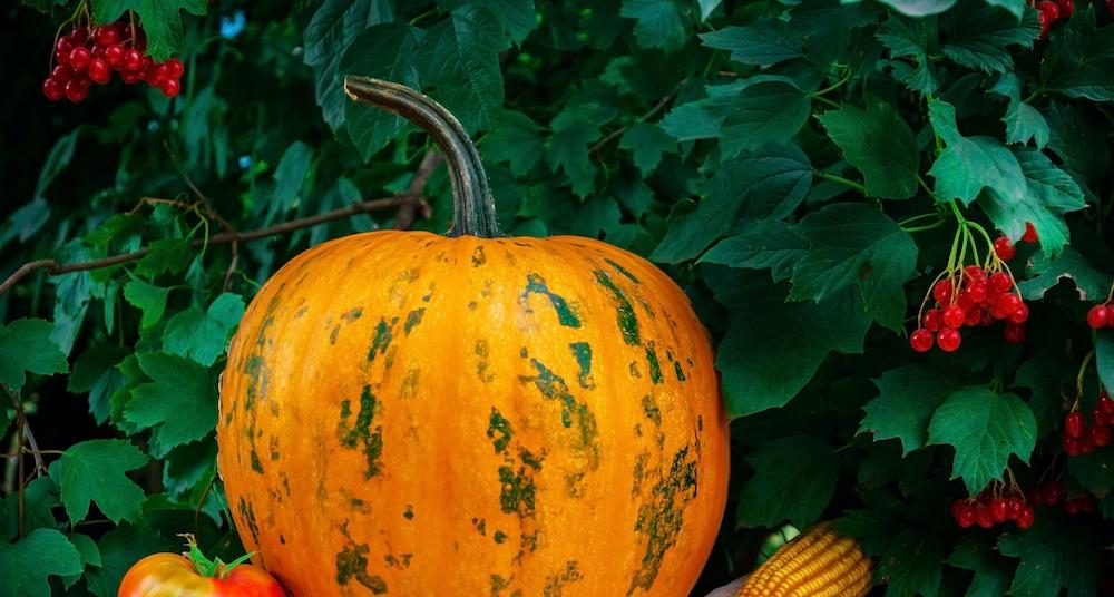 17 Vegetables, Herbs, and Flowers to Grow Alongside Pumpkins