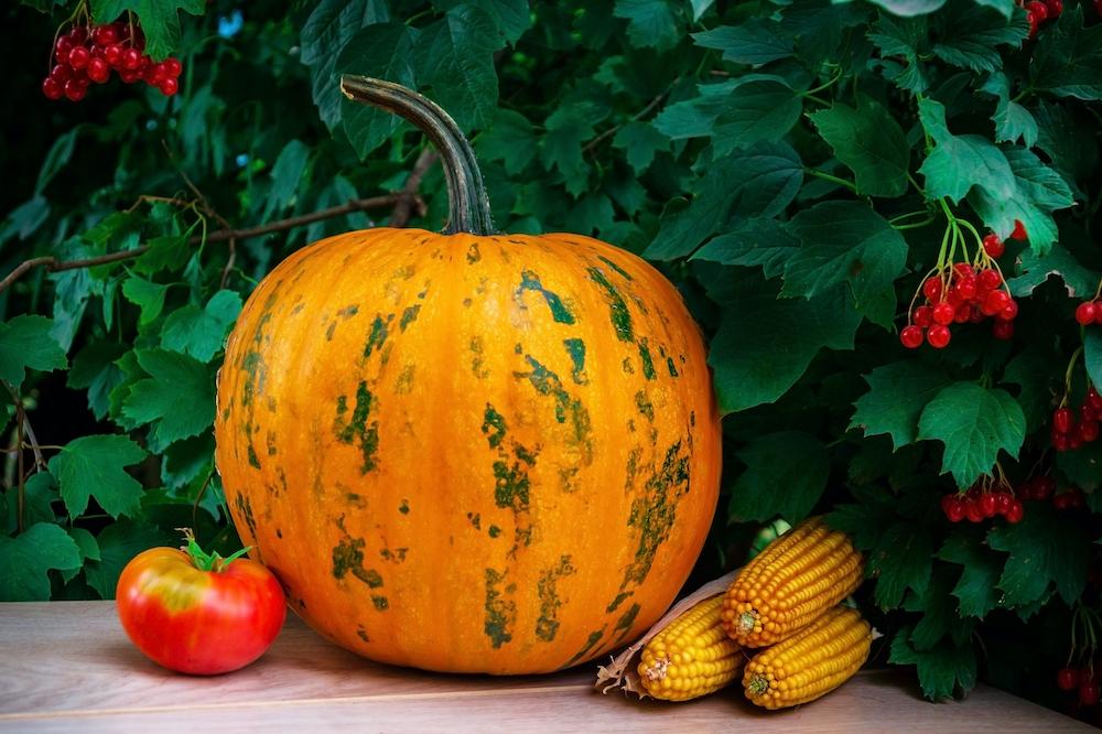 17 Vegetables, Herbs, and Flowers to Grow Alongside Pumpkins