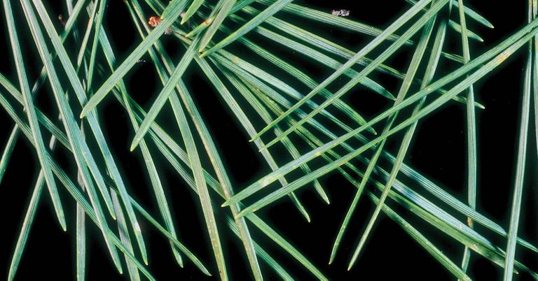 What to Do With Pine Needles in Your Backyard, Instead of Trashing Them
