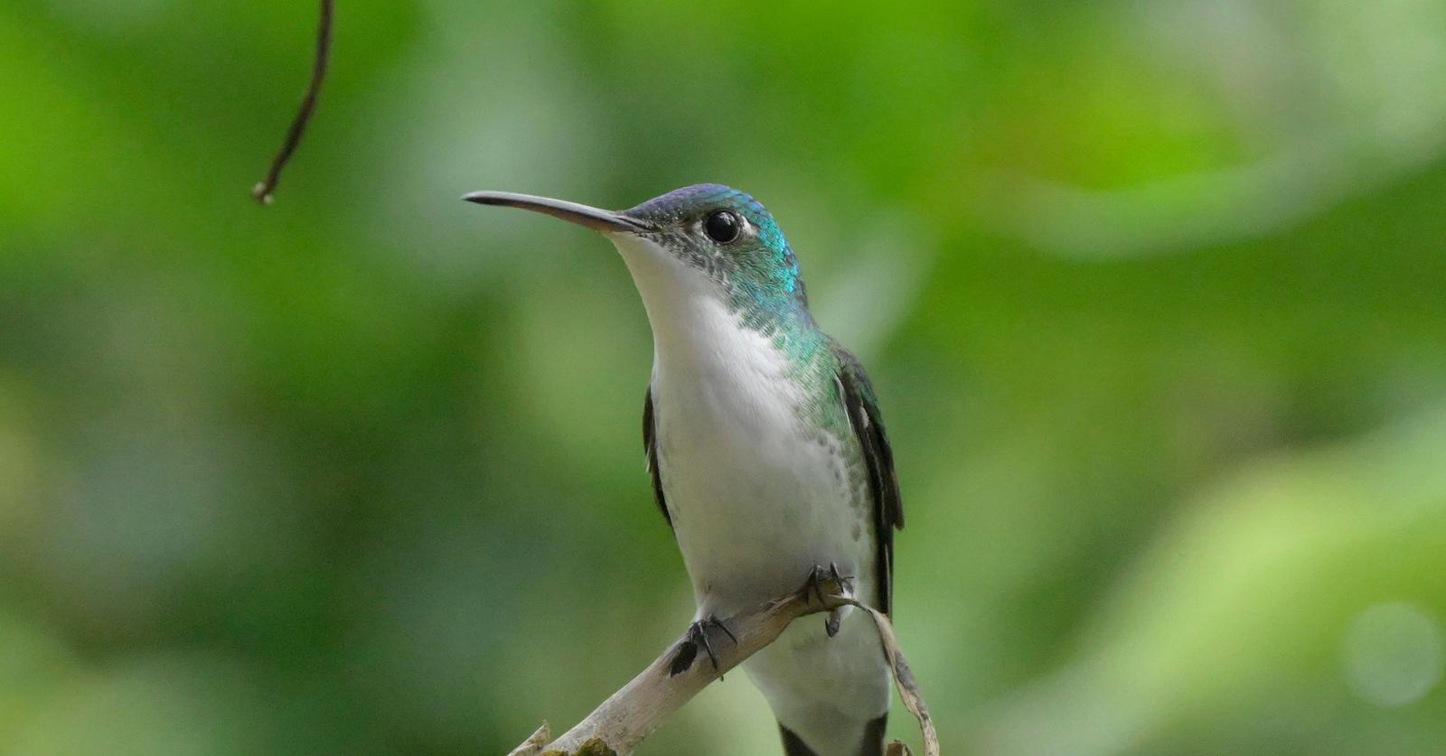 Does Seeing a Hummingbird Have a Special Meaning or Significance?