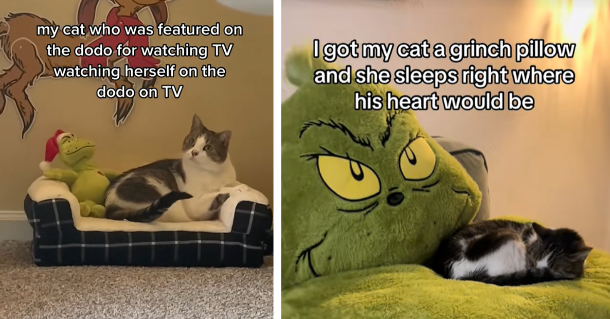 Meet The Senior Cat Who Loves 'The Grinch'