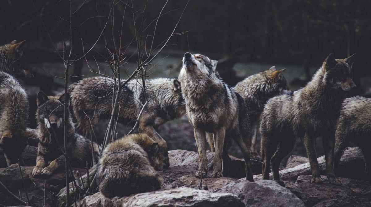 Do Wolves Really Howl at the Moon? Exploring Why