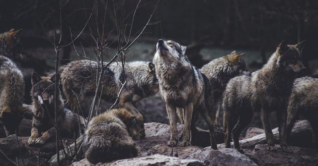 Do Wolves Really Howl at the Moon? Exploring Why