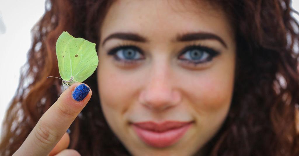 What It Means When a Butterfly Lands on You: Spiritual Interpretations
