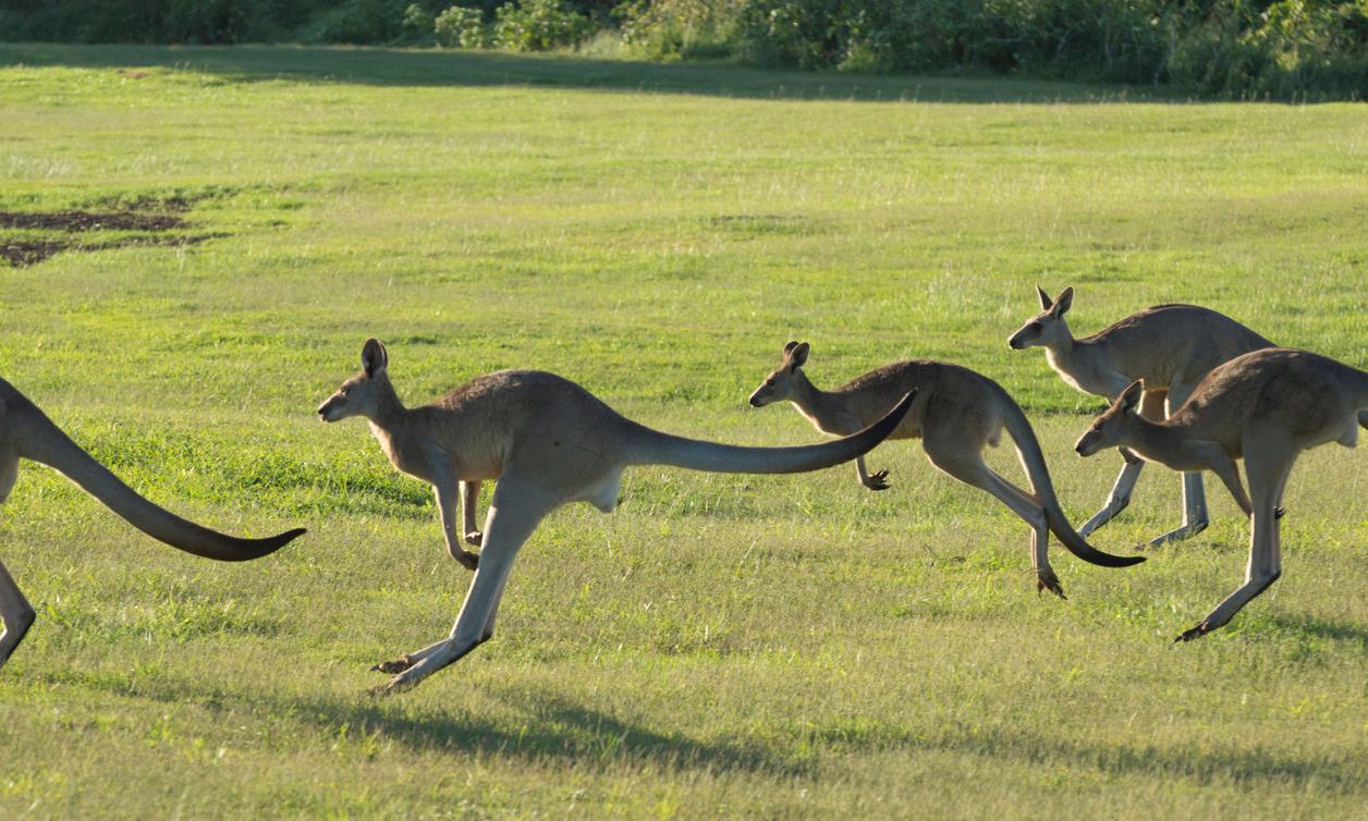 These Animals Cannot Physically Walk Backwards