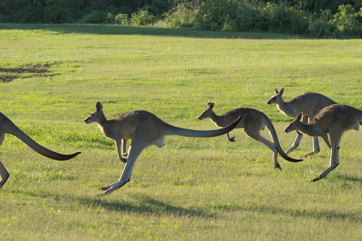 These Animals Cannot Physically Walk Backwards