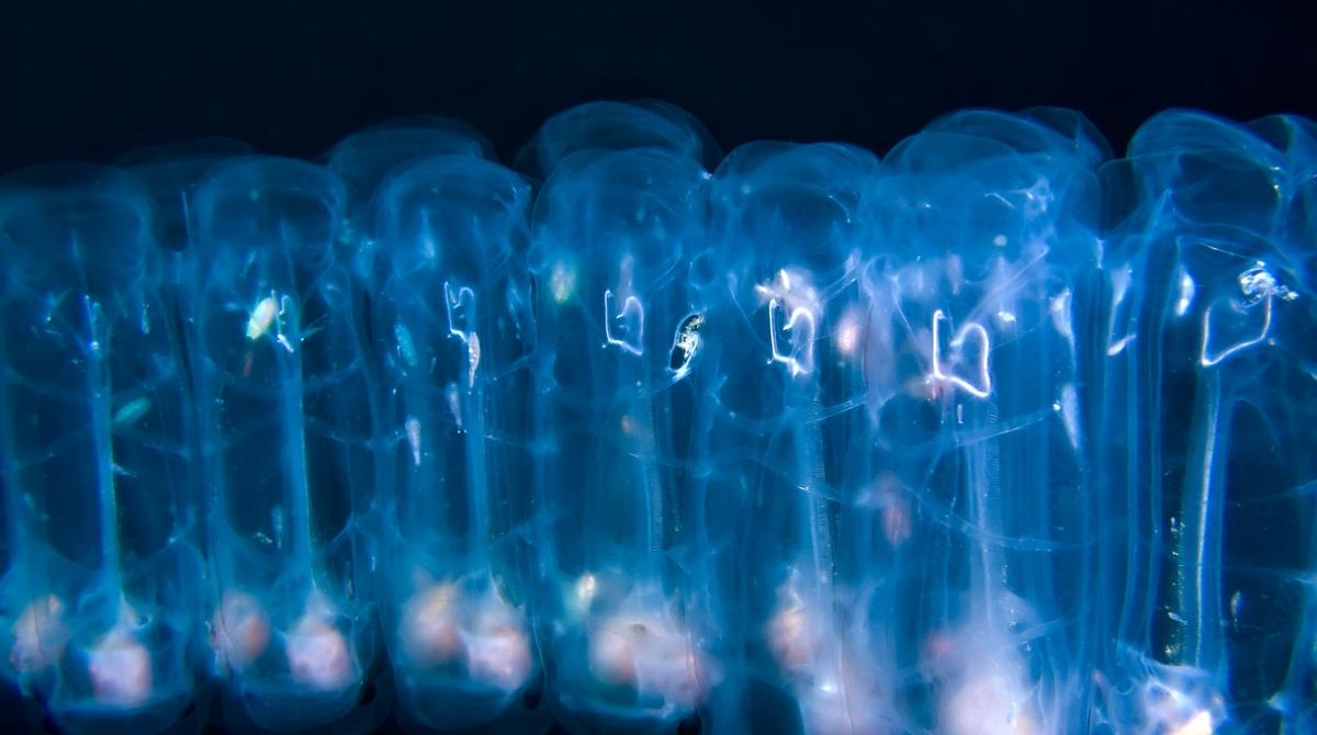 Sea Salps: More Like Jellyfish or Humans? Let's Discuss