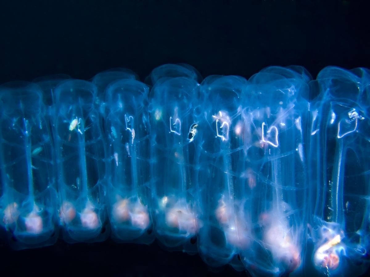 Sea Salps: More Like Jellyfish or Humans? Let's Discuss