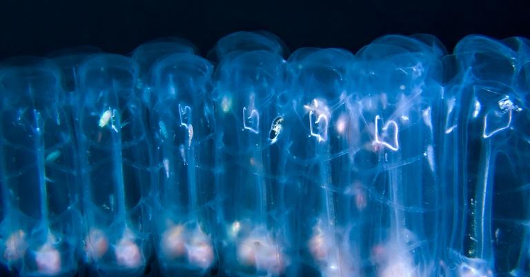 Sea Salps: More Like Jellyfish or Humans? Let's Discuss