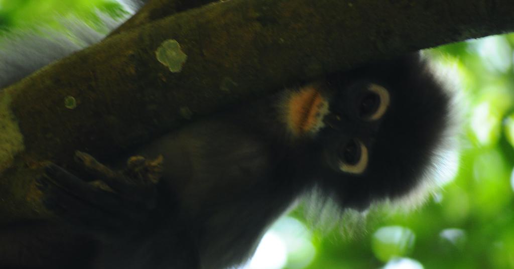 The Popa Langur Was Found to Be Endangered Shortly After Its Discovery