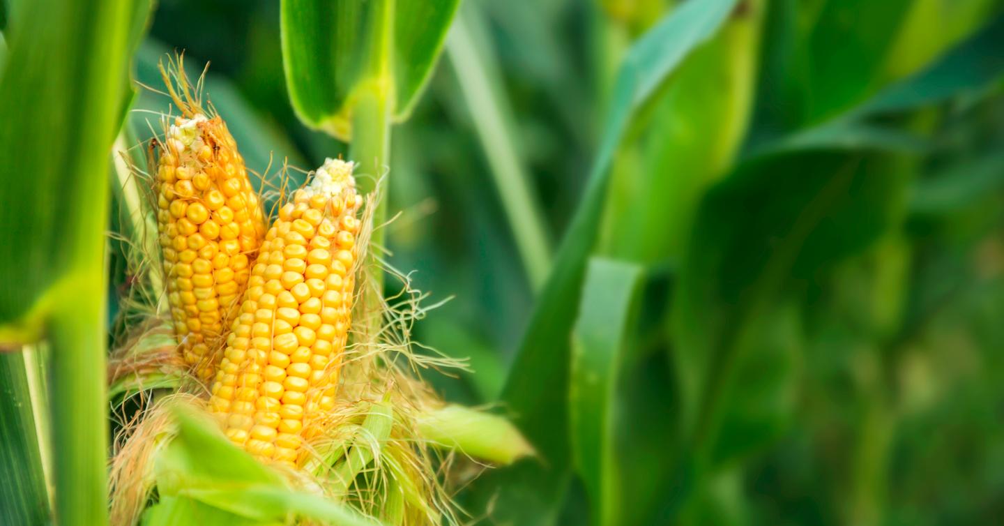 Monocropping – What Is It and How It’s Hurting the Environment