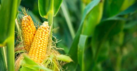 Monocropping – What Is It and How It’s Hurting the Environment