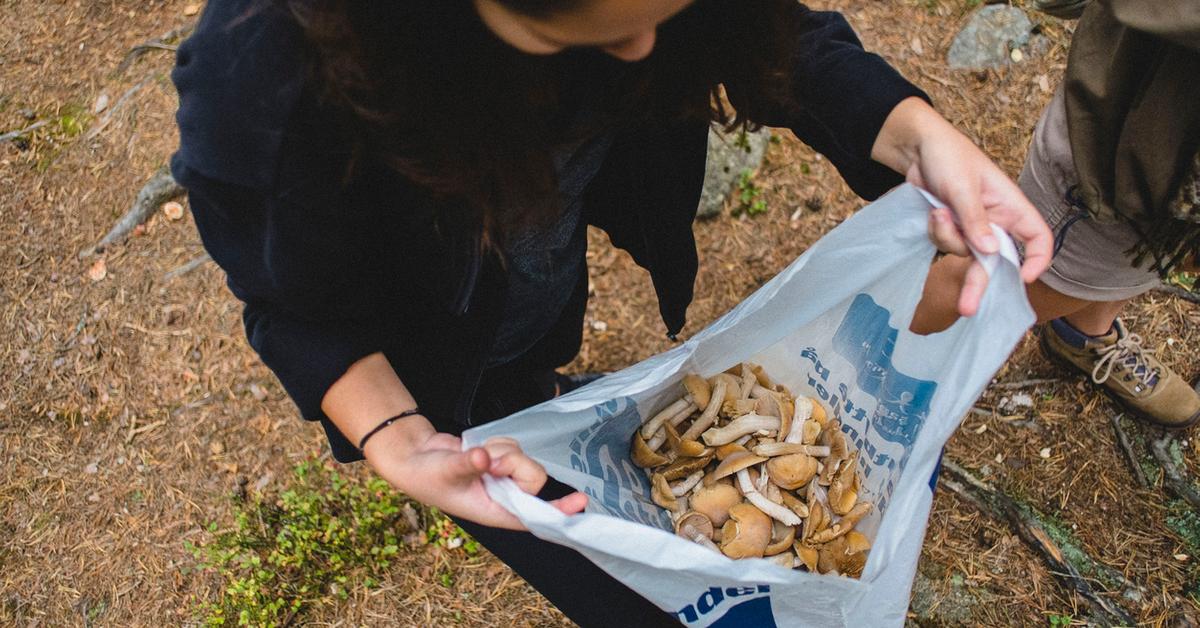 What Is Mushroom Foraging? A Guide for Beginners