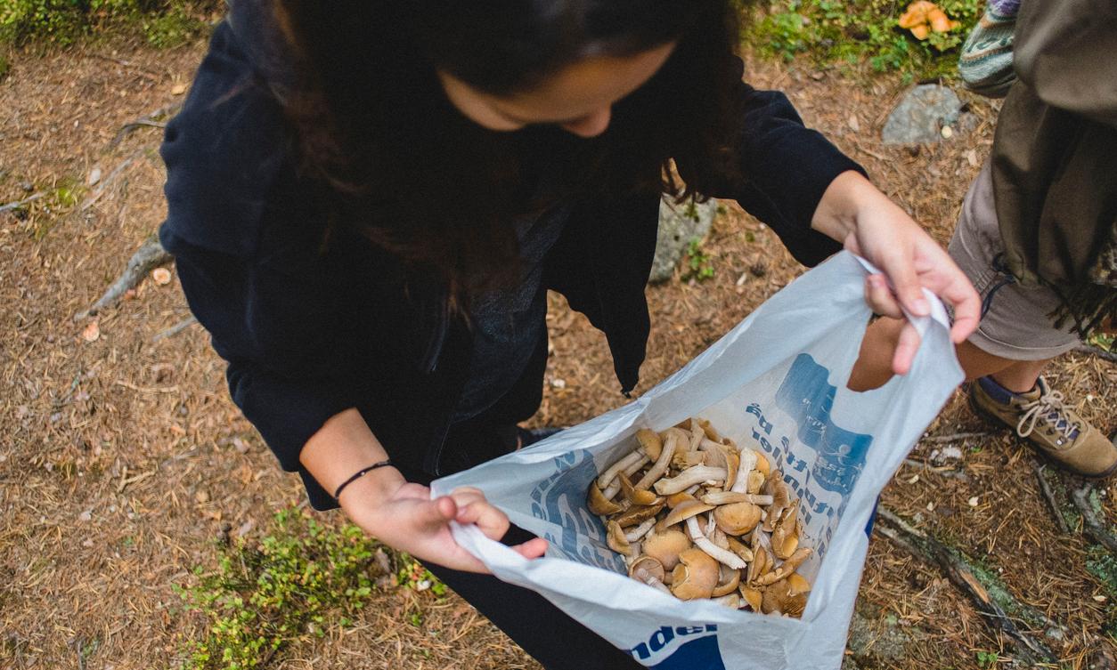 What Is Mushroom Foraging? A Guide for Beginners