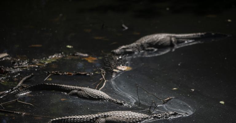 How Far North Do Alligators Live?