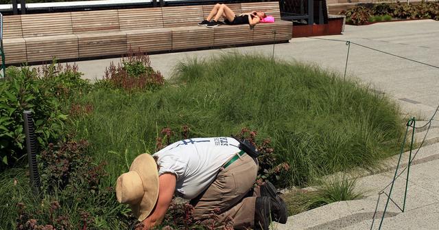 Guerrilla Gardening: Activists Are Changing Cities With This Practice