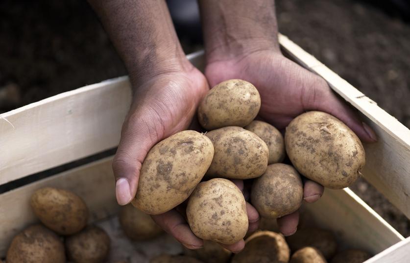 The Pros and Cons of GMOs