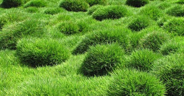 The Best Drought-Tolerant Grasses for Your Lawn