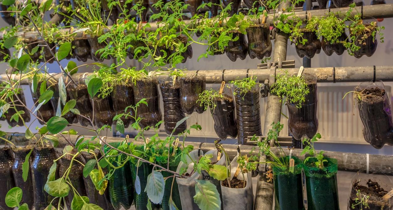 How to Make a Plastic Bottle Garden for Sustainable Gardening