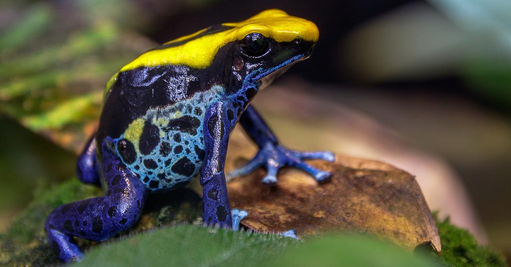 10 Facts About Poison Dart Frogs, Who Are Tiny but Deadly