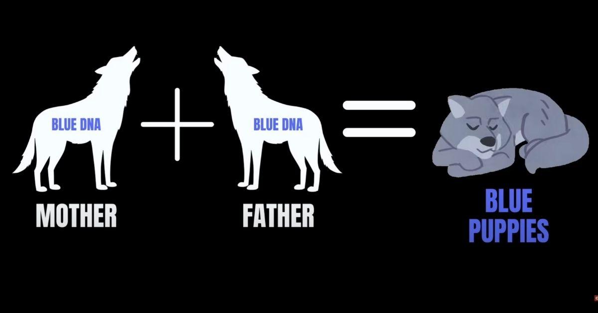 Blue Wolfdogs: All About This Unique Dog Breed