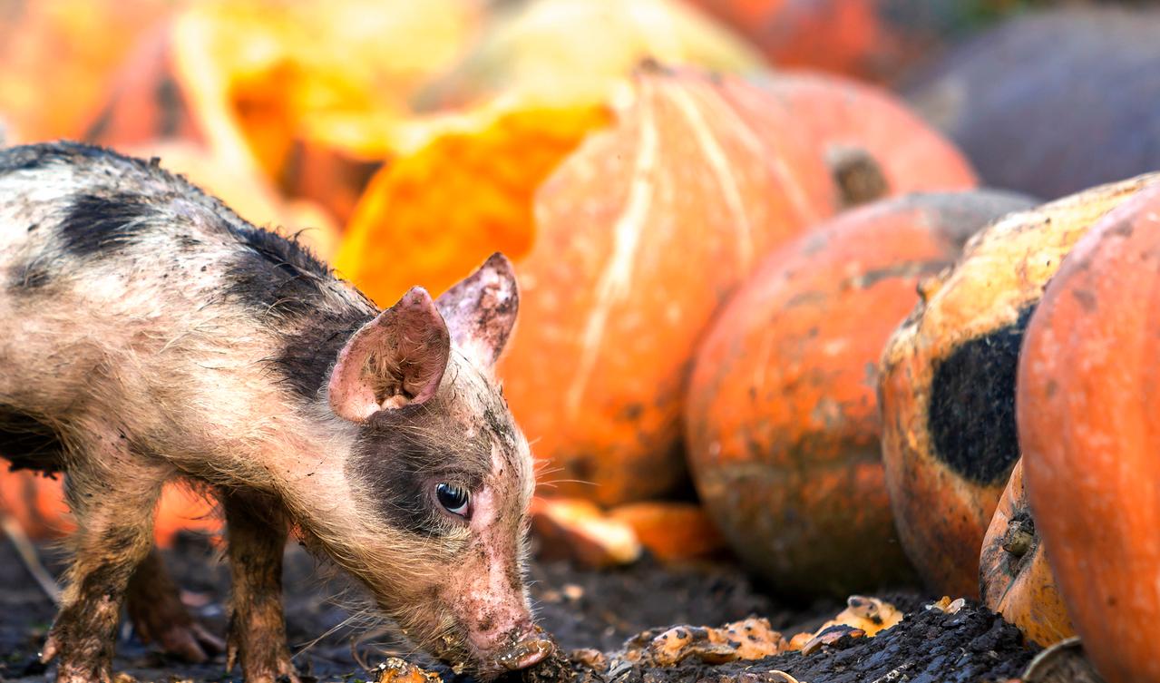 What Do Pigs Eat? Pig Diets Are Similar to Human Diets