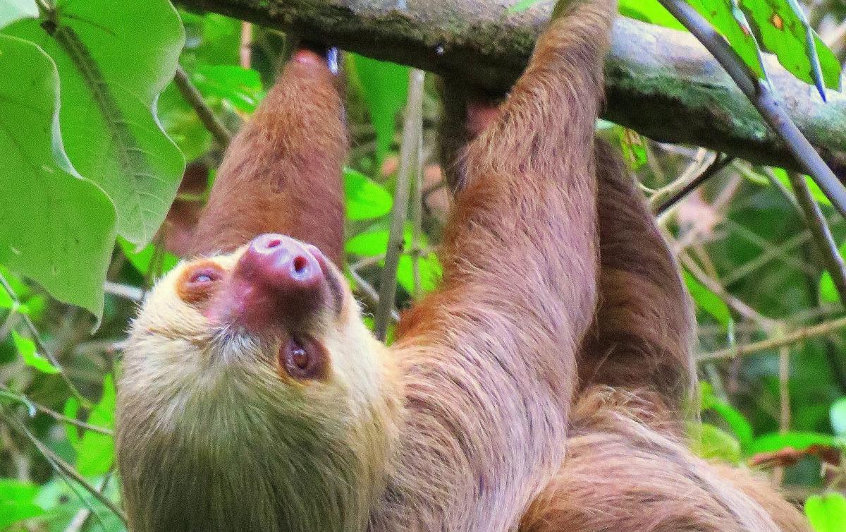 Your Guide to Fascinating Animals That Hang Upside Down