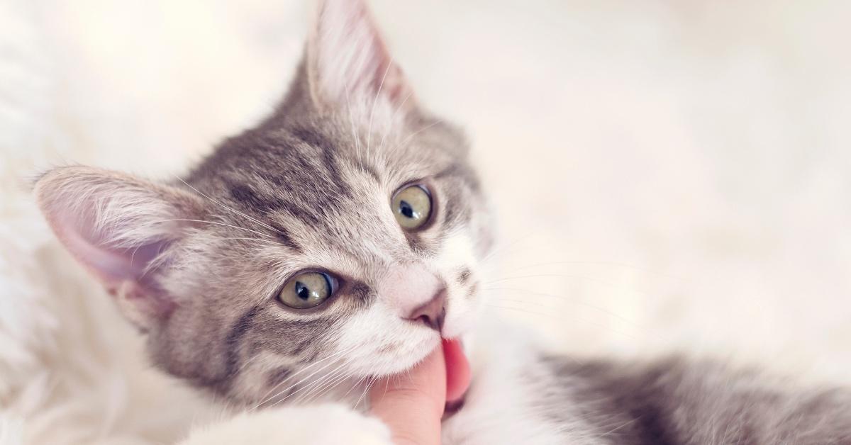 Why Does My Cat Bite Me Gently Out of Nowhere? What to Know