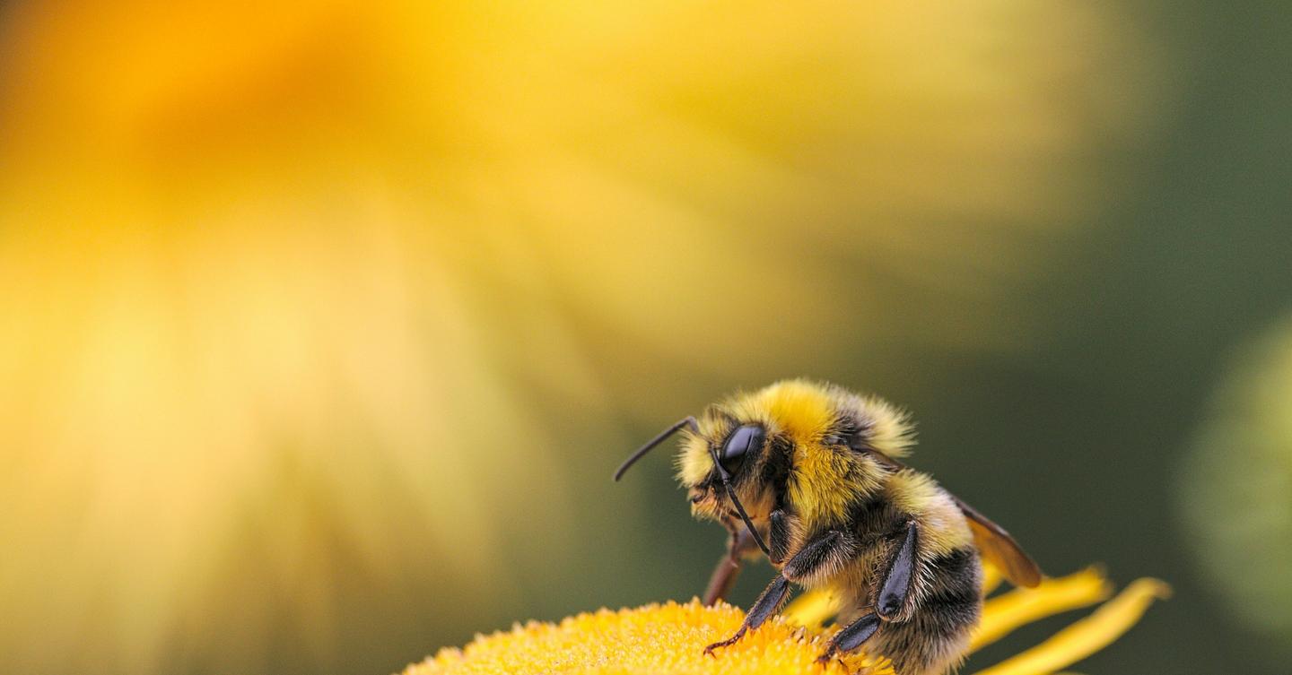 Bee Venom Could Cure This Type of Cancer