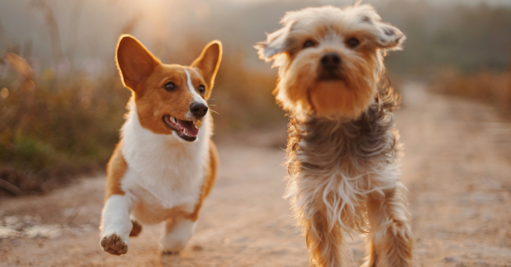 Previous Owner Wants Dog Back and the Internet Is Divided