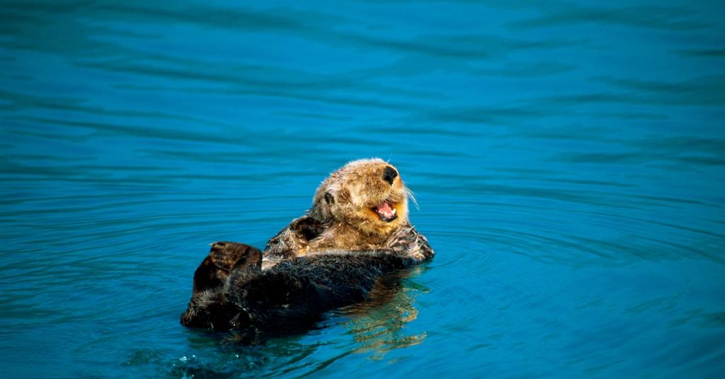 Sierra River Otters Attack Crystal Finn — Why It Happened