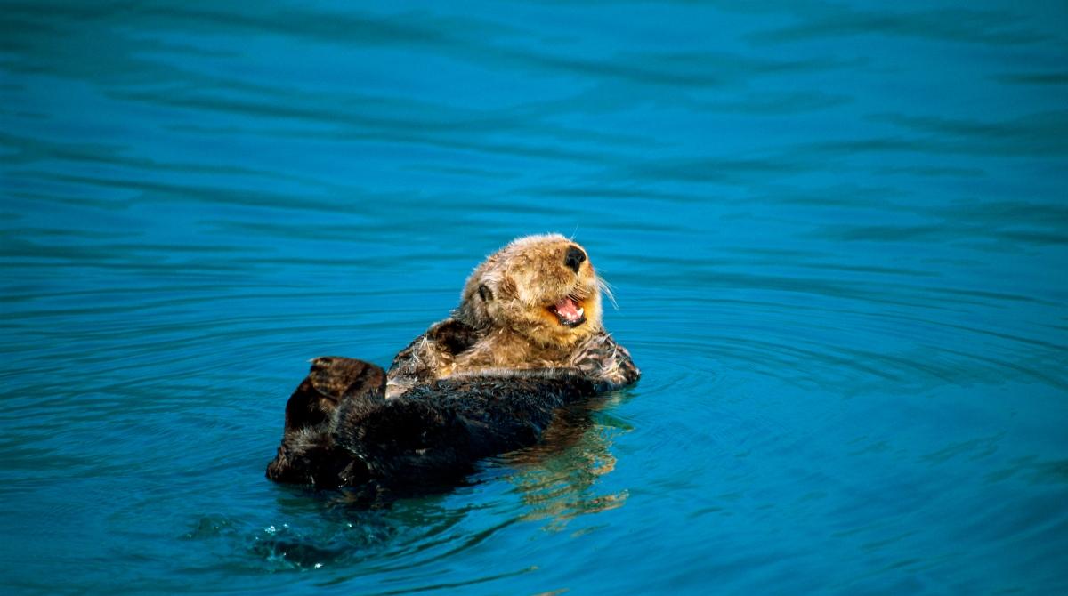 Sierra River Otters Attack Crystal Finn — Why It Happened