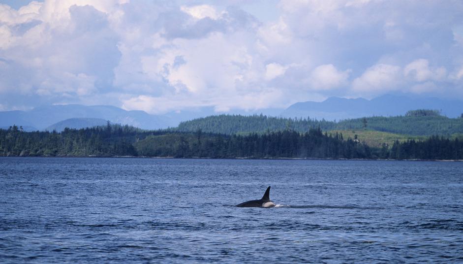 Where Are Orcas Found? Here's Where You'll Find Most Killer Whales