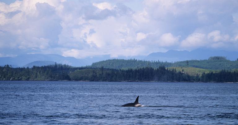 Where Are Orcas Found? Here's Where You'll Find Most Killer Whales