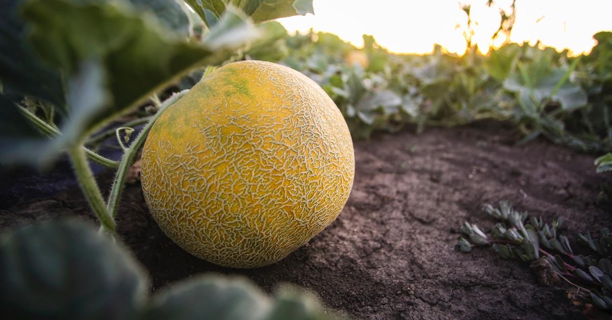 Recall on Cantaloupe 2023: Check Your Fruit Before You Eat