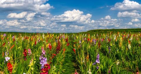 Deeper Meanings Behind the Gladiolus Flower, Explained