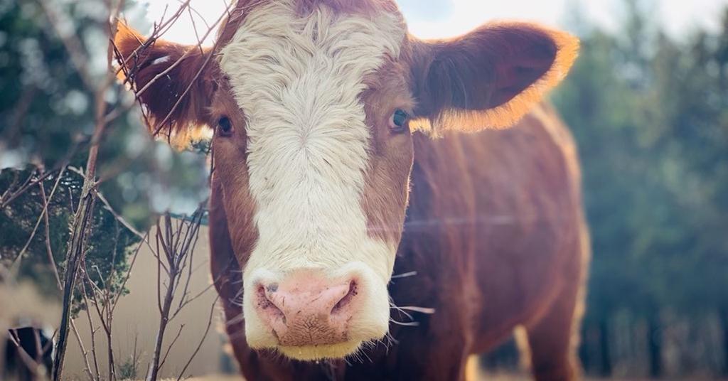 This Cow Hugging Therapy Program Is Offered by a Cow Sanctuary