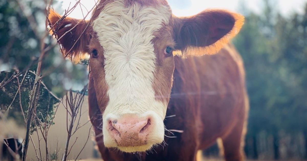 This Cow Hugging Therapy Program Is Offered by a Cow Sanctuary