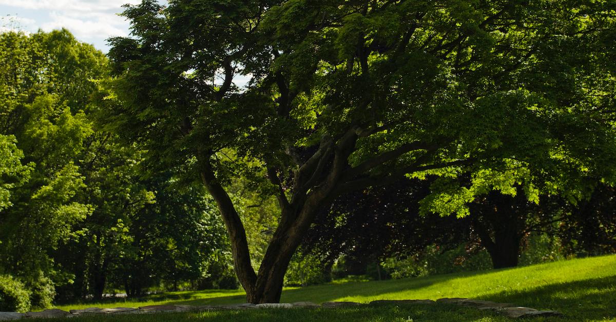 Phantom Forests: Everything You Need to Know