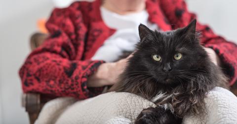Adopting a Senior Cat: Pros, Cons, and Tips to Consider