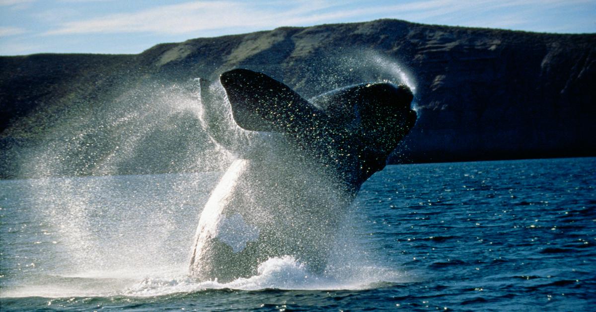 What Can You Do if You See a Beached Whale? Here's How It's Been Done