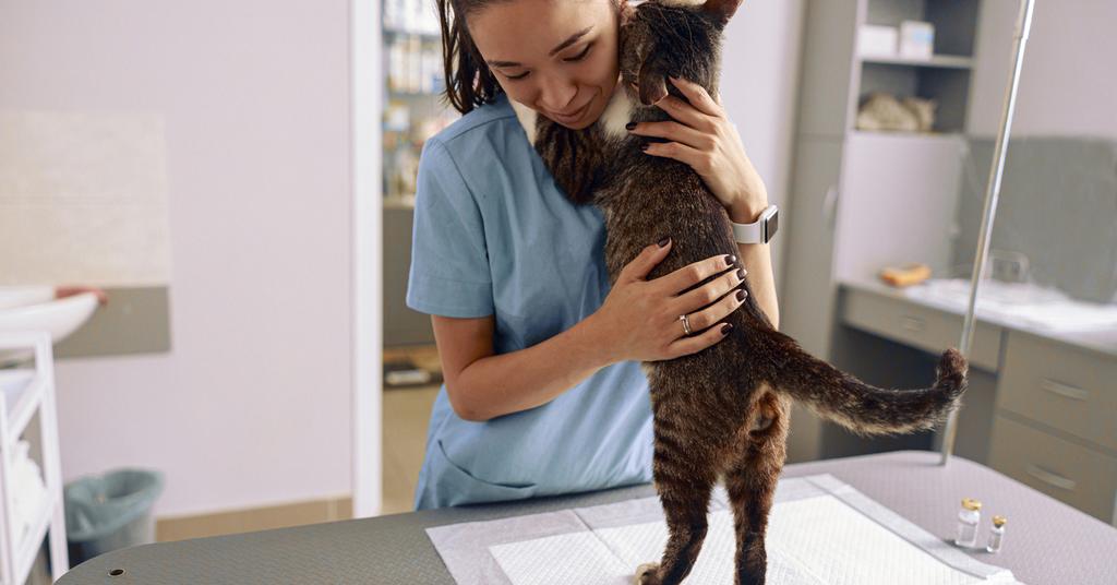 Some Cat Sleeping Positions That May Indicate They Are Sick