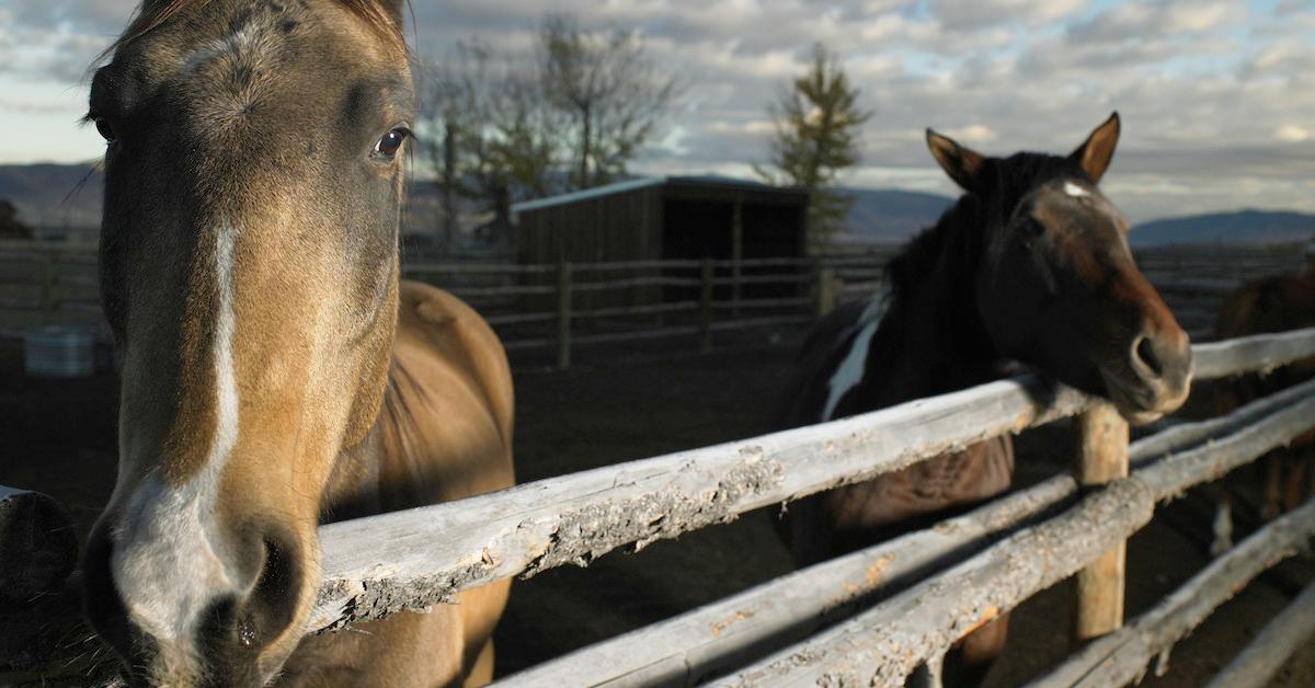 Horse Rescues That Offer Riding Benefit Both Humans and Animals Alike