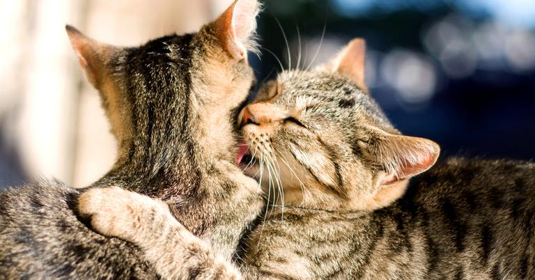 Why Do Cats Groom Each Other? Behind the Behavior